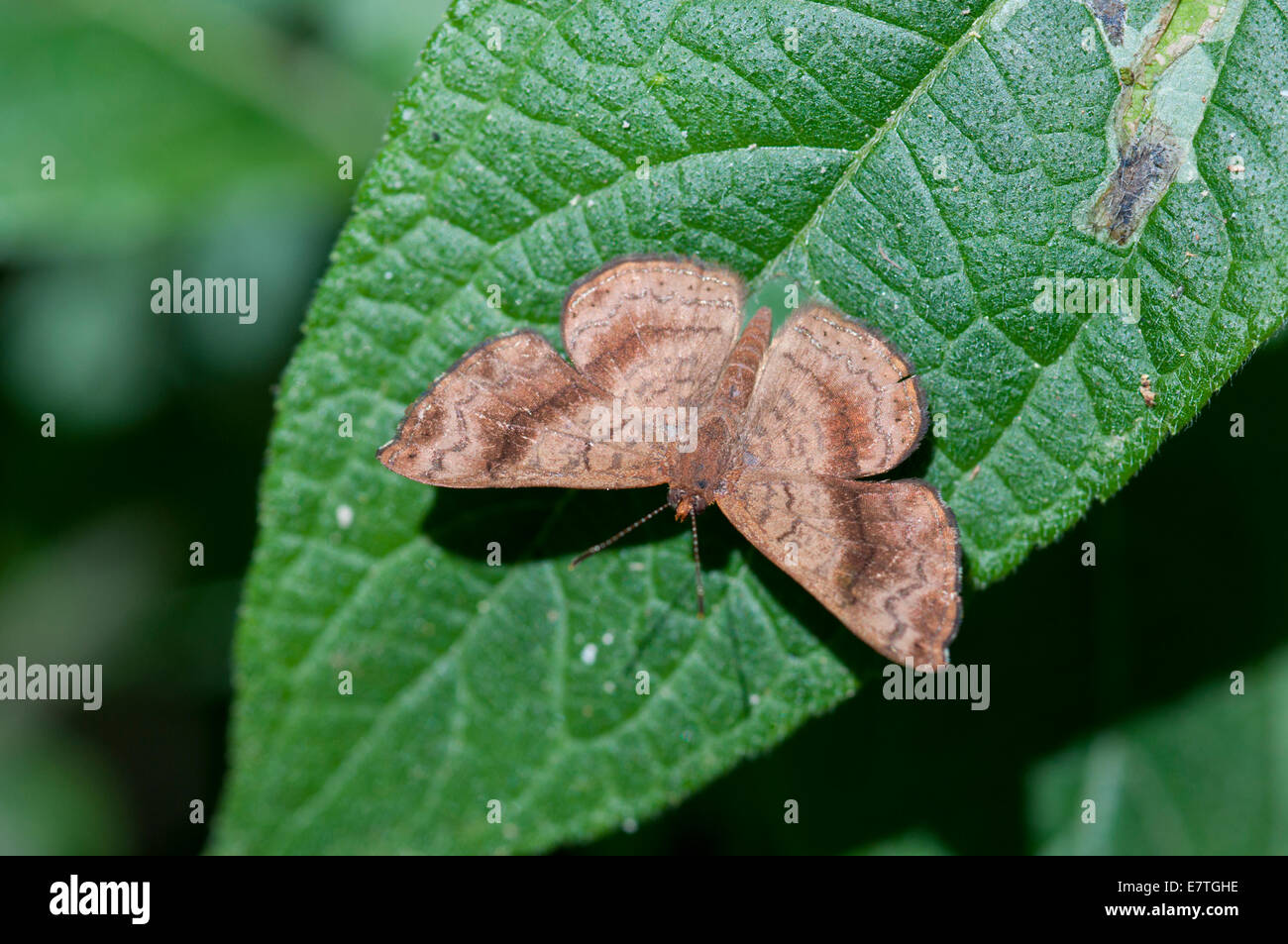 Metalmark hi-res stock photography and images - Alamy
