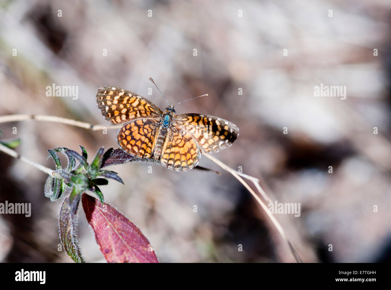 The small butterfly Elada Checkerspot basking on a twig in Mexico Stock ...