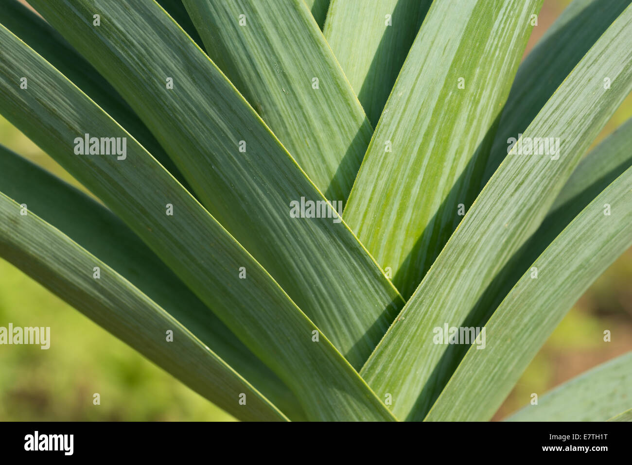 Alternating leaves of Solais leek a traditional French variety with ...