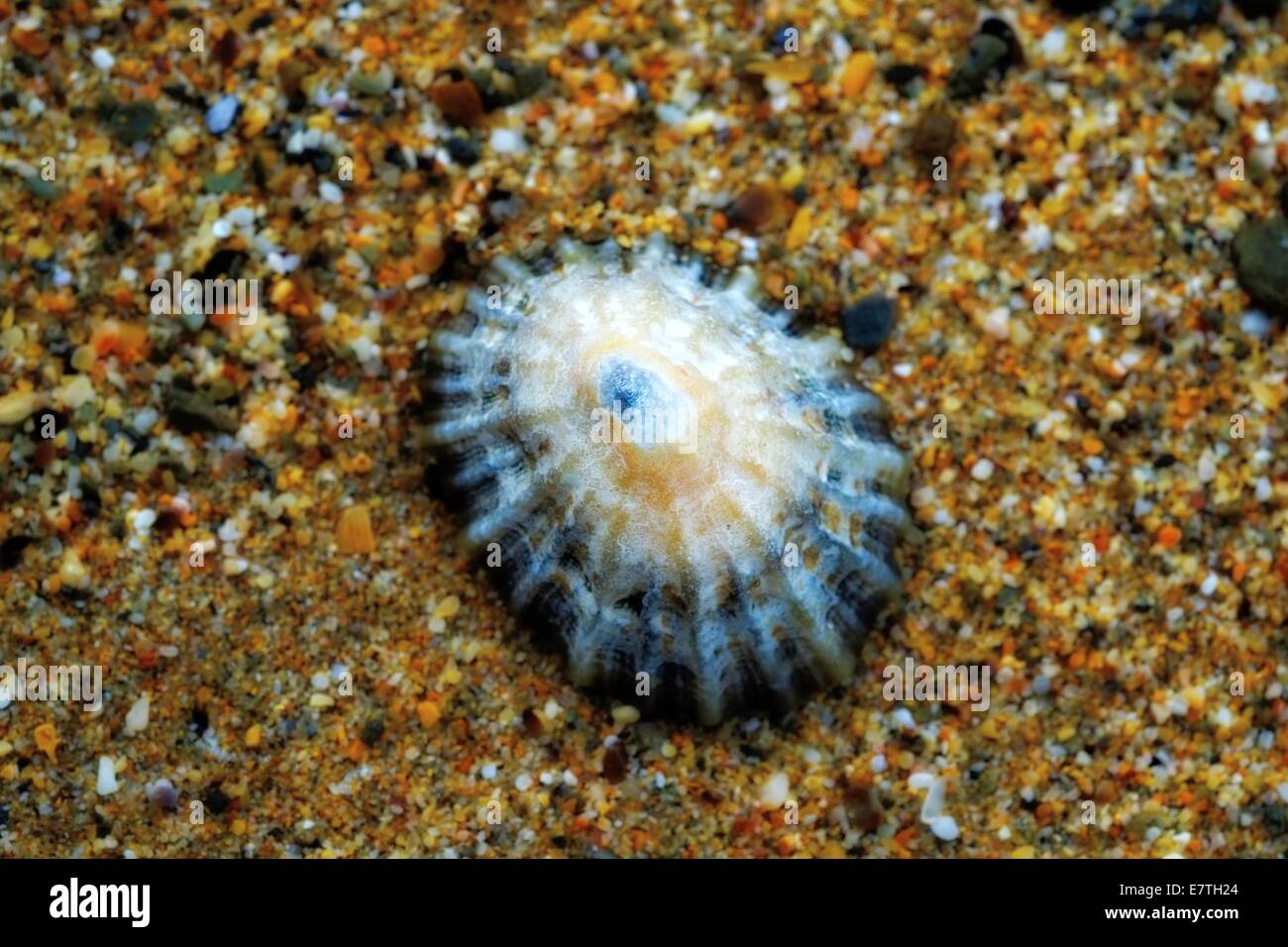 A sea shell on a beach sandy background england uk Stock Photo - Alamy