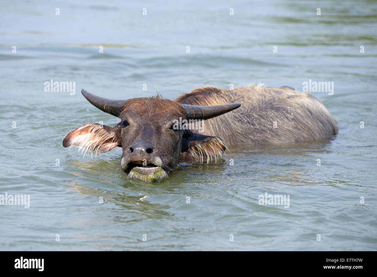 Buffalo bathing in the river Stock Photo - Alamy