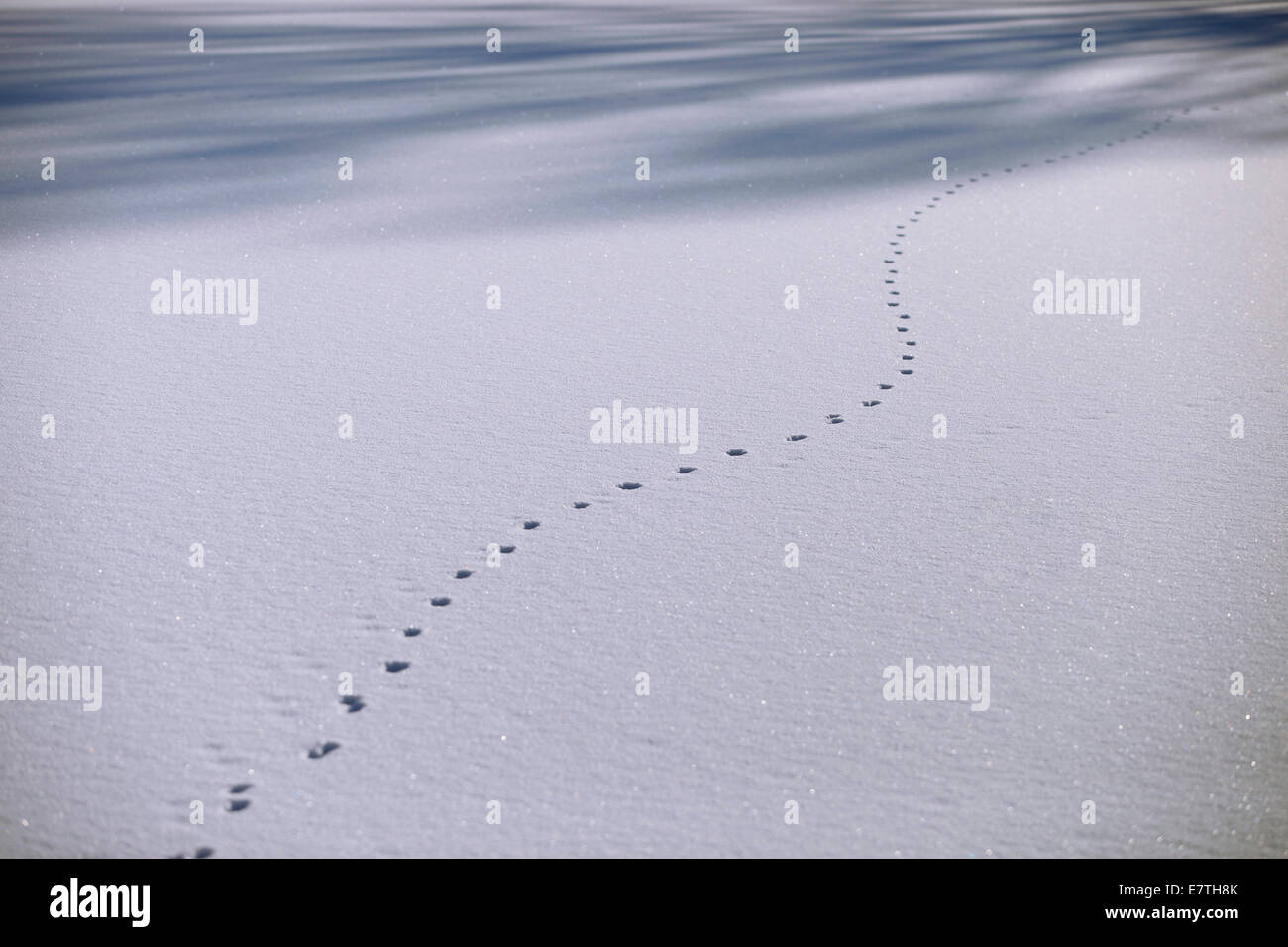 tracks in the snow on a sunny winterday, photo: December 20, 2009 Stock ...