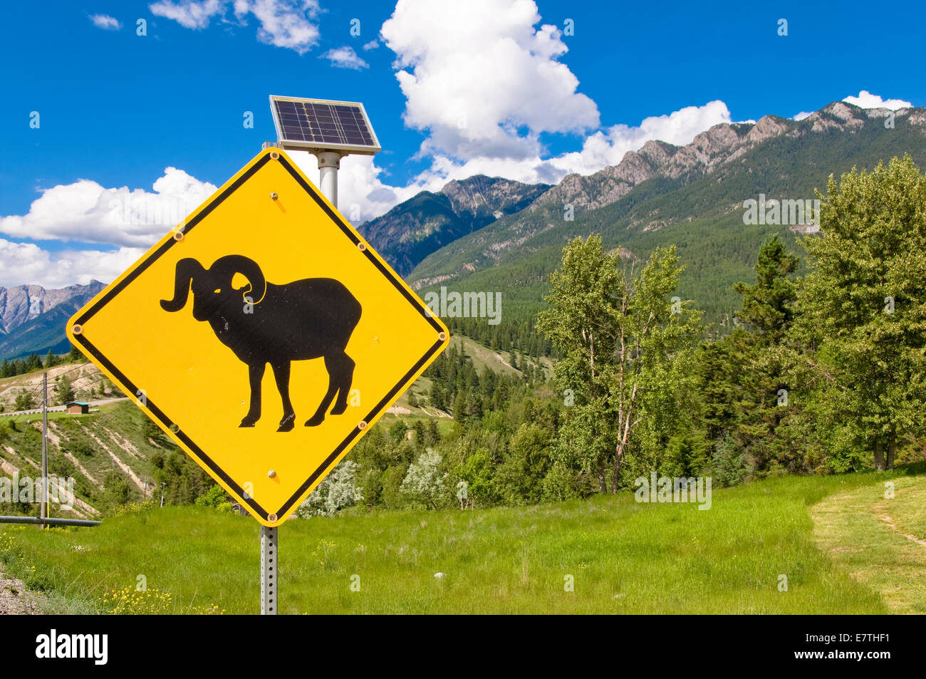 Rocky mountain bighorn sheep hi-res stock photography and images - Alamy