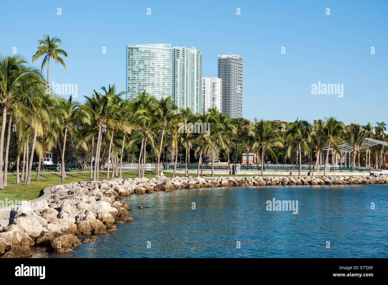 Palm Trees in Miami, Florida, USA Stock Photo - Alamy