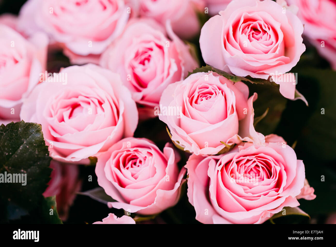 Background Image Of Beautiful Pink Roses. Toned Instant Photo Stock ...
