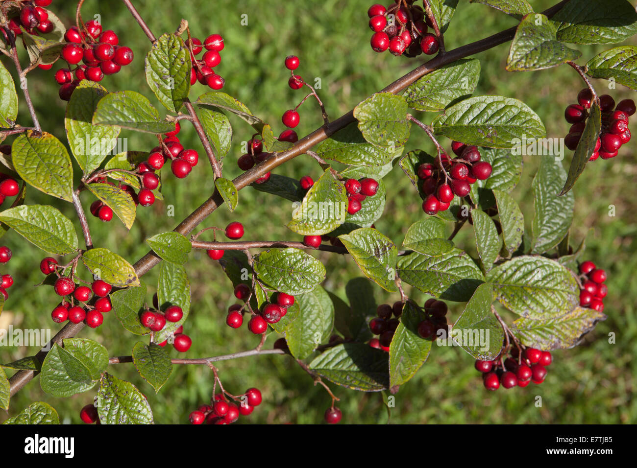 Raspberry plant bunches hi-res stock photography and images - Alamy