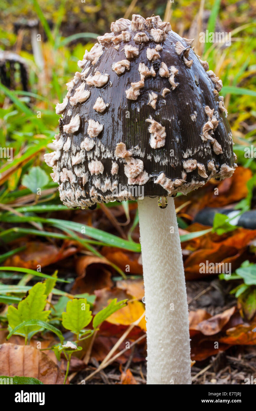 fungus in field Stock Photo - Alamy