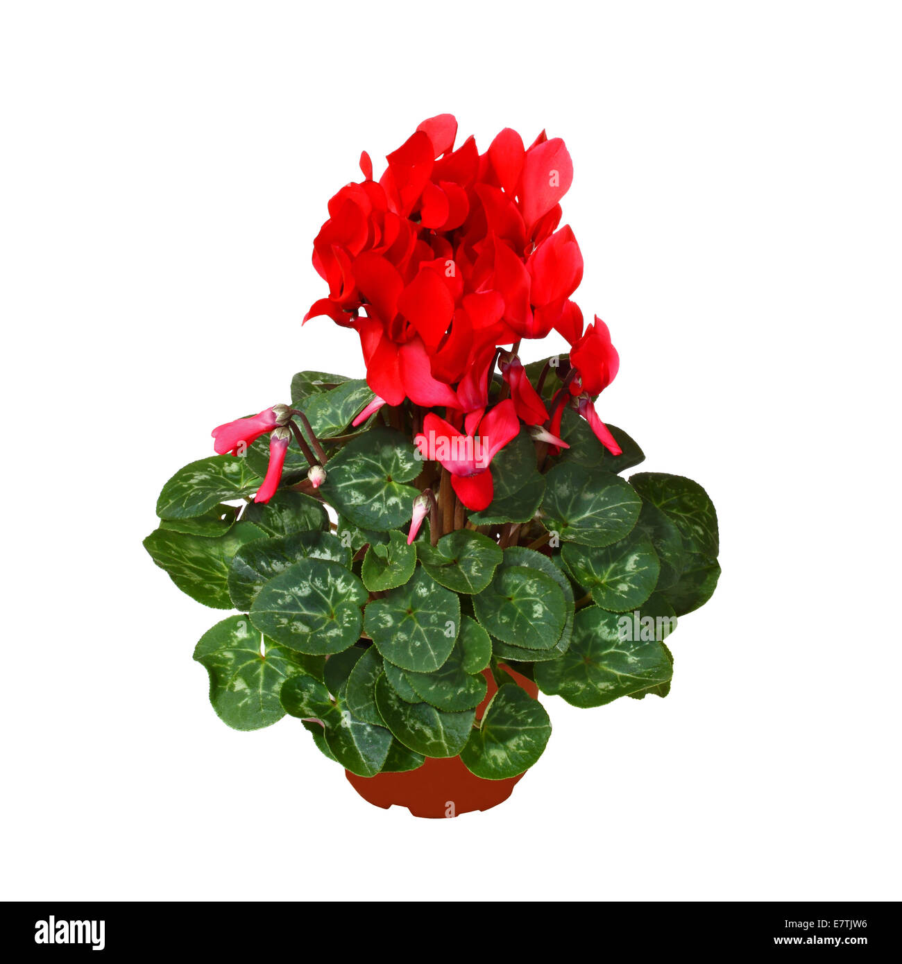 Red Cyclamen in flowerpot isolated on white background Stock Photo - Alamy