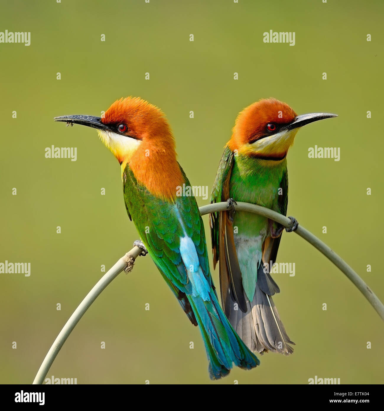 Colorful Bee-eater bird, Chestnut-headed Bee-eater (Merops leschenaulti ...