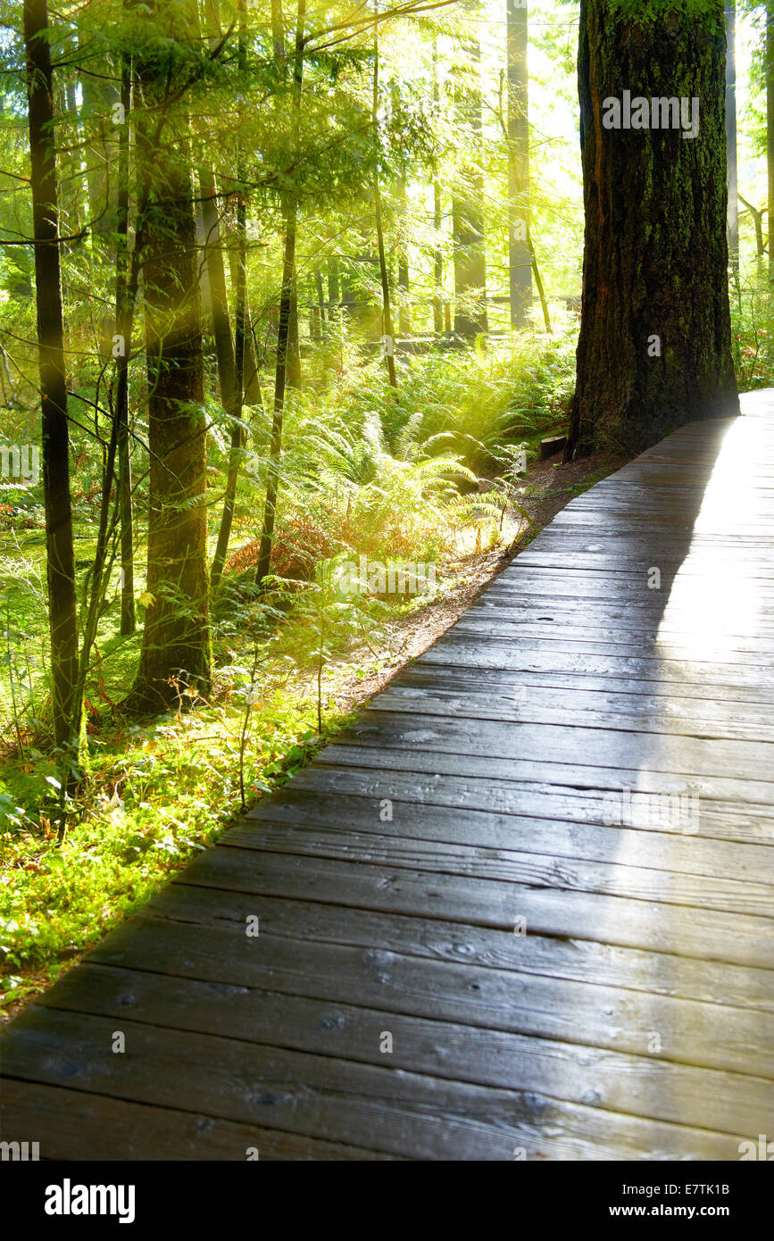 Wooden path through green forest at sunrise with fog and warm light ...