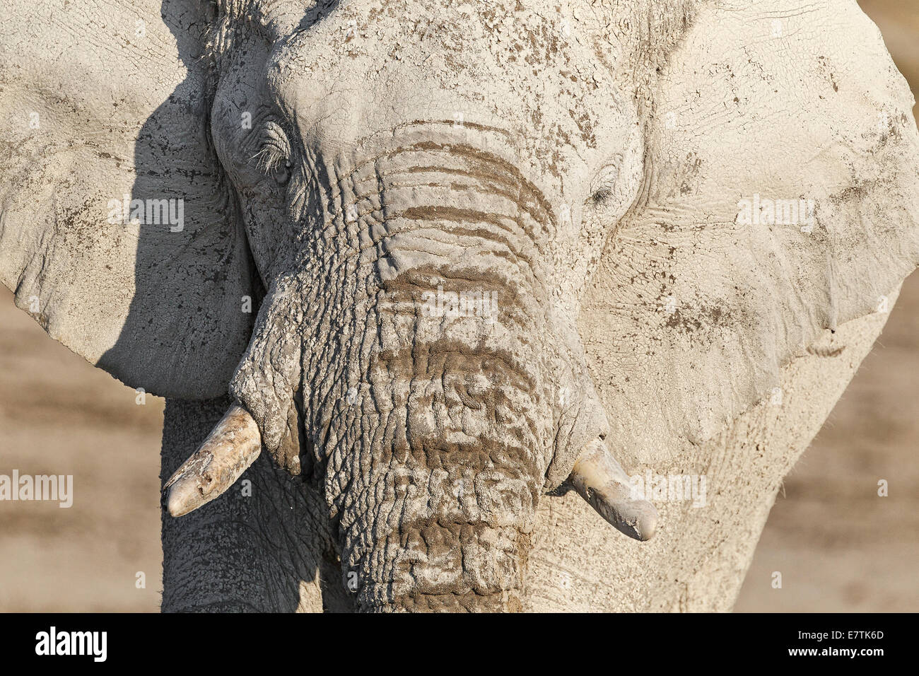 Elephant face hi-res stock photography and images - Alamy