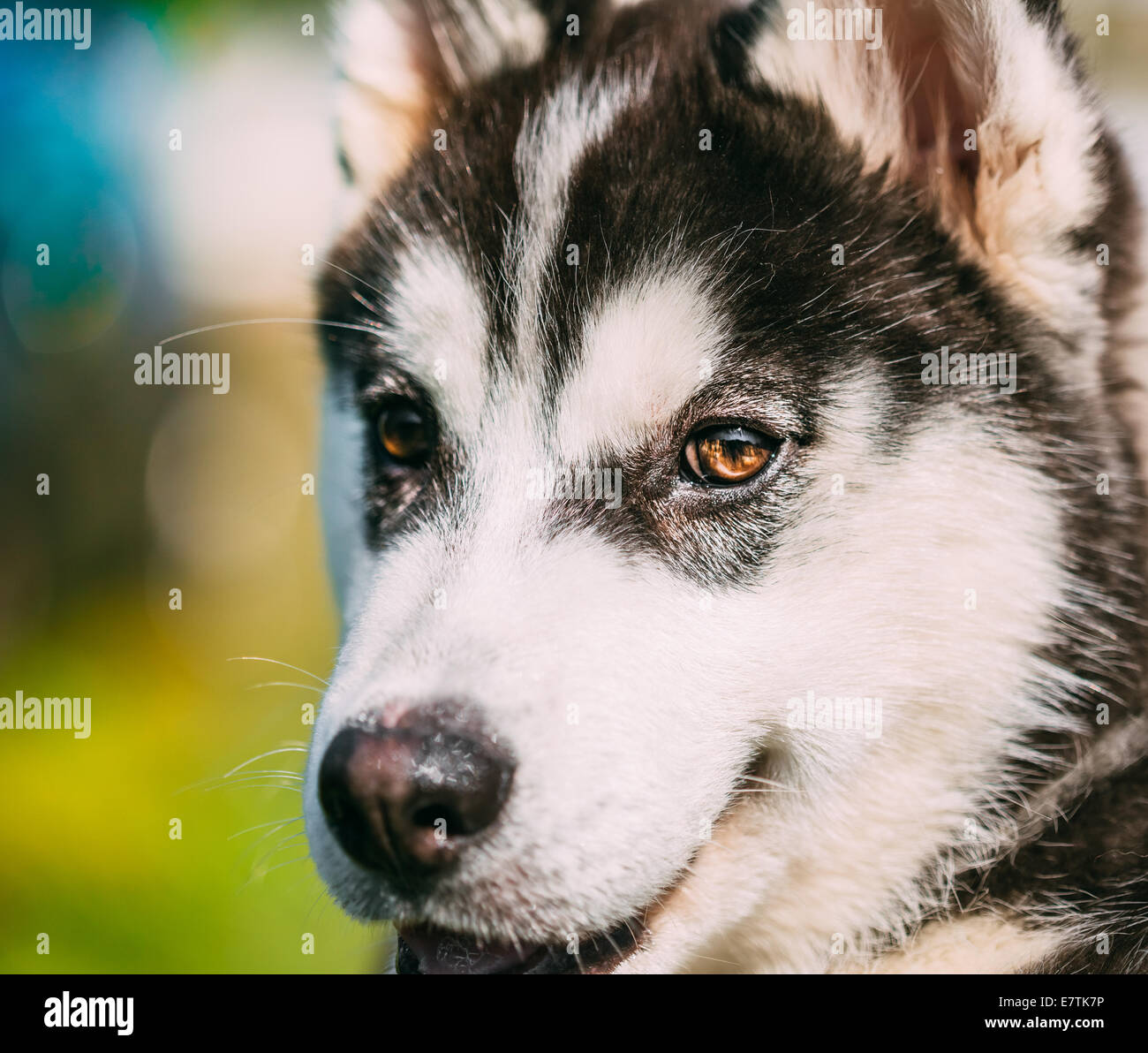 Close Up Young Happy Husky Puppy Eskimo Dog Face Stock Photo - Alamy