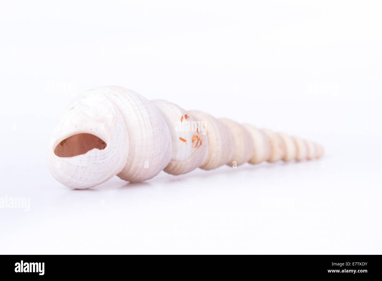Sea shell, isolated on white background Stock Photo - Alamy