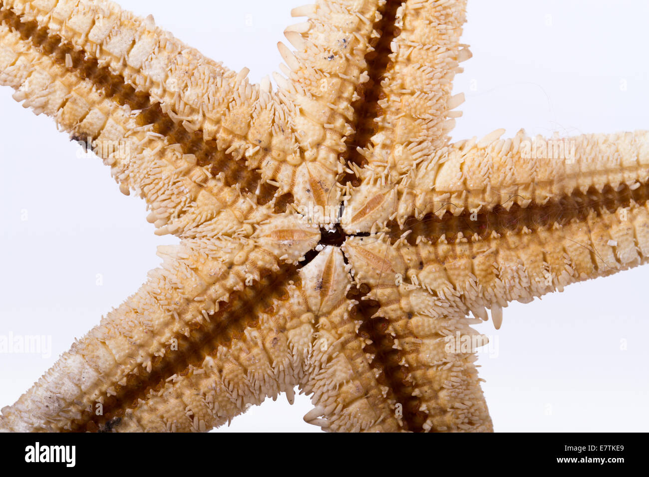 Starfish, isolated on white background Stock Photo - Alamy