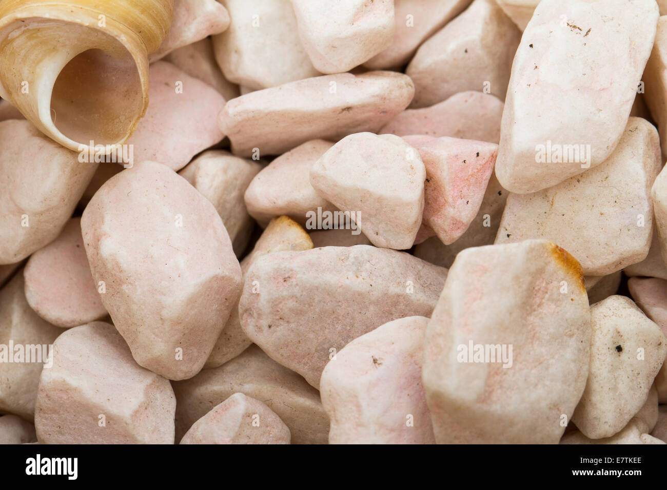 White sea stones and shell Stock Photo - Alamy
