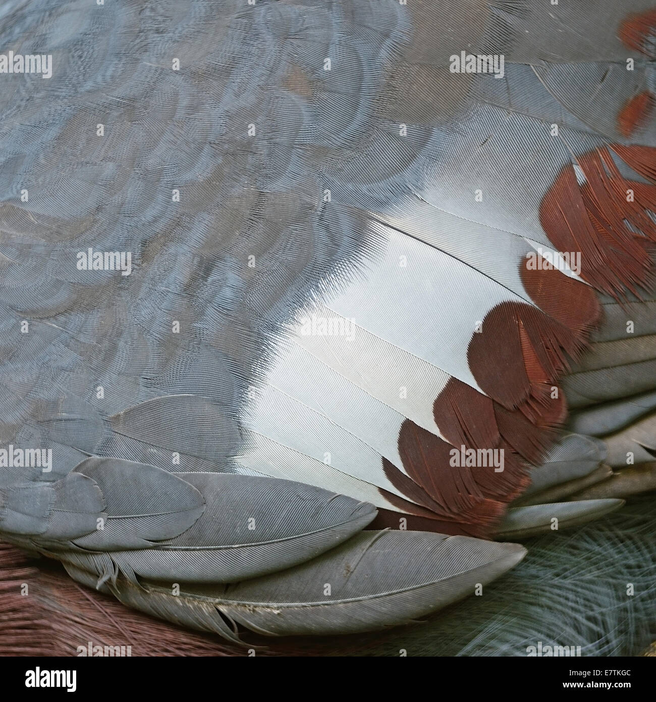 Beautiful plumage of Victoria Crowned feathers background Stock Photo ...