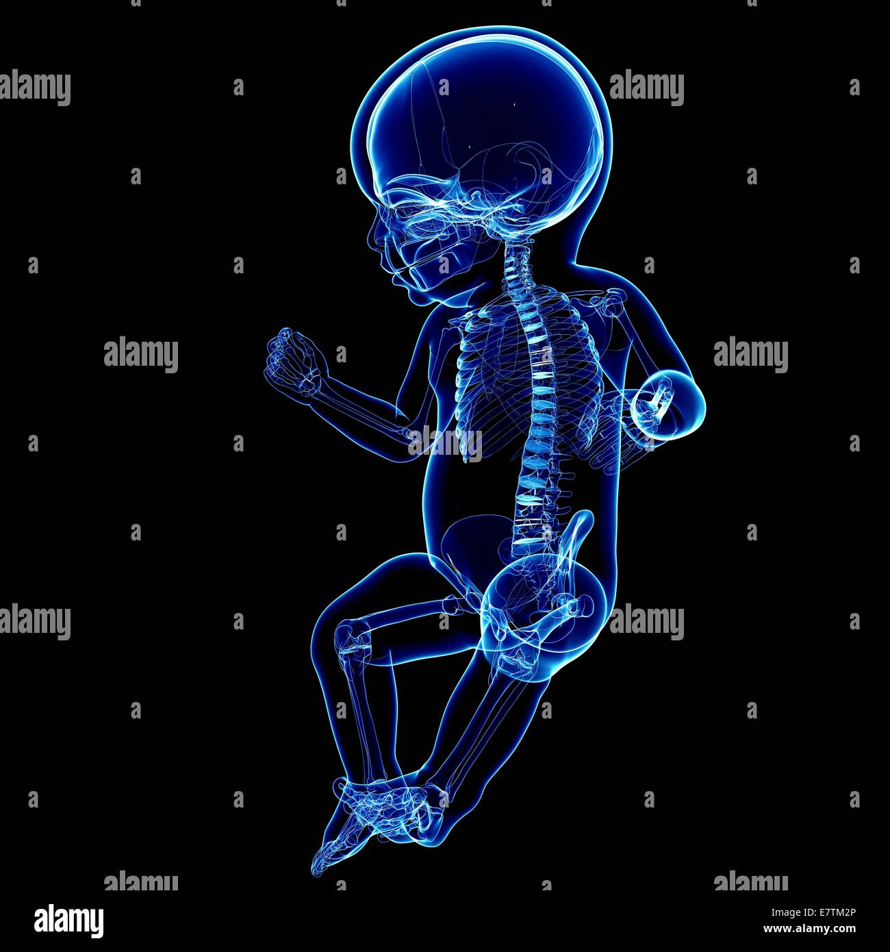 Babys skeletal system hi-res stock photography and images - Alamy