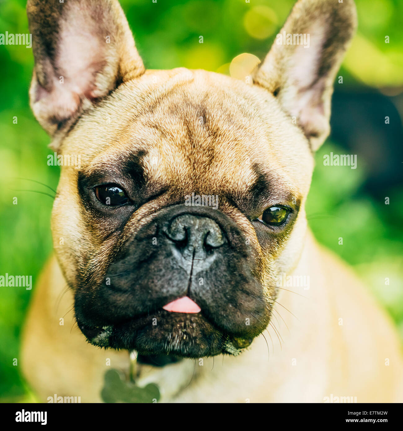 Dog French Bulldog Close Up Portrait Pet Stock Photo - Alamy