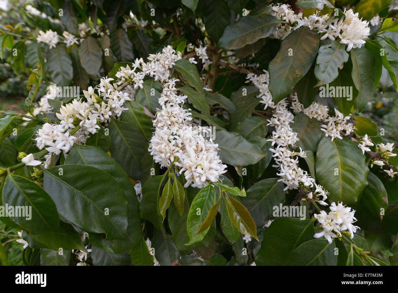 Laos coffee hi-res stock photography and images - Alamy