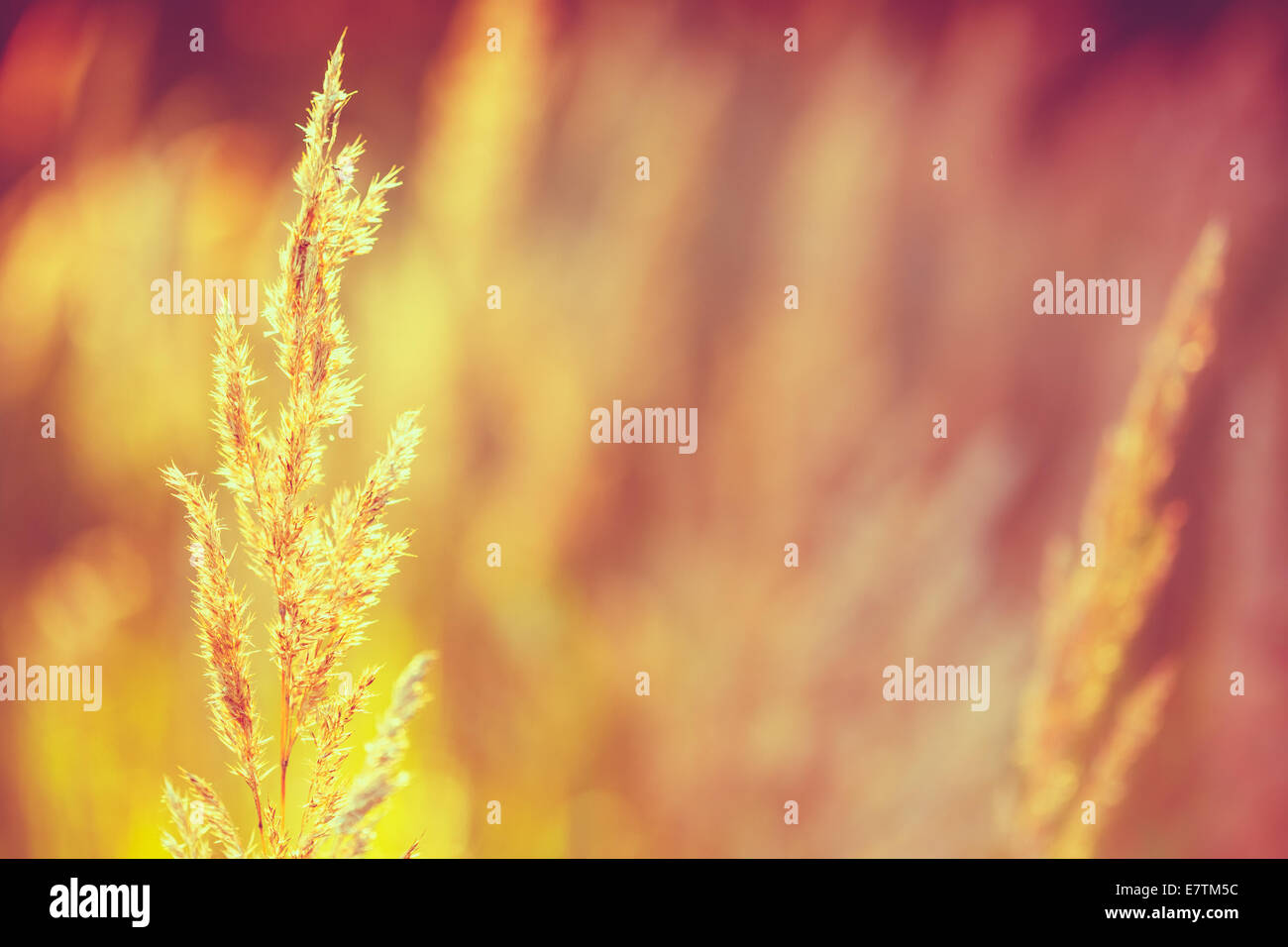 Dry Yellow Grass Field In Sunset Sunlight. Beautiful Orange Sunrise ...