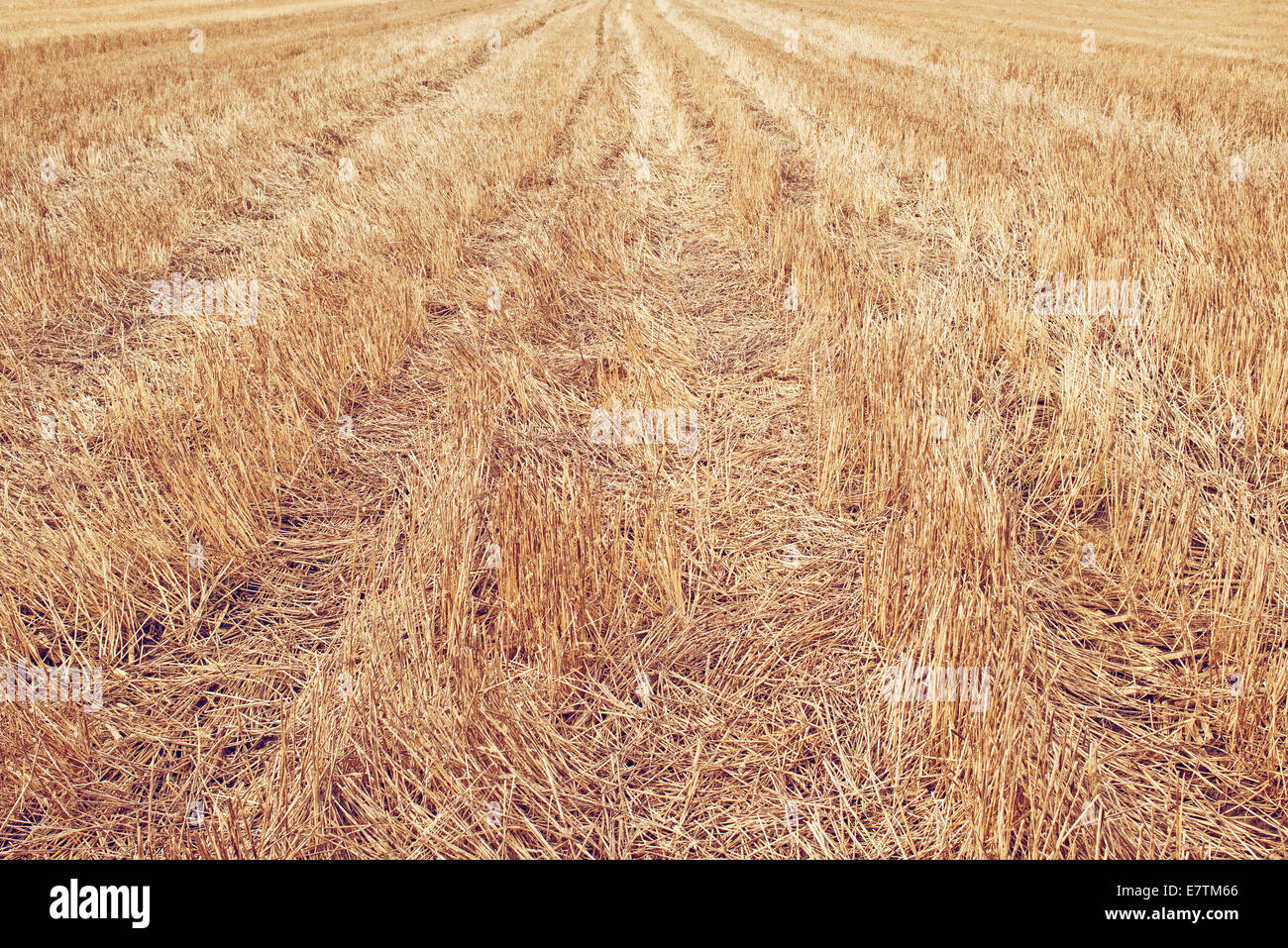 Wheat Stubble Field or Crop residue on agricultural farming field Stock ...