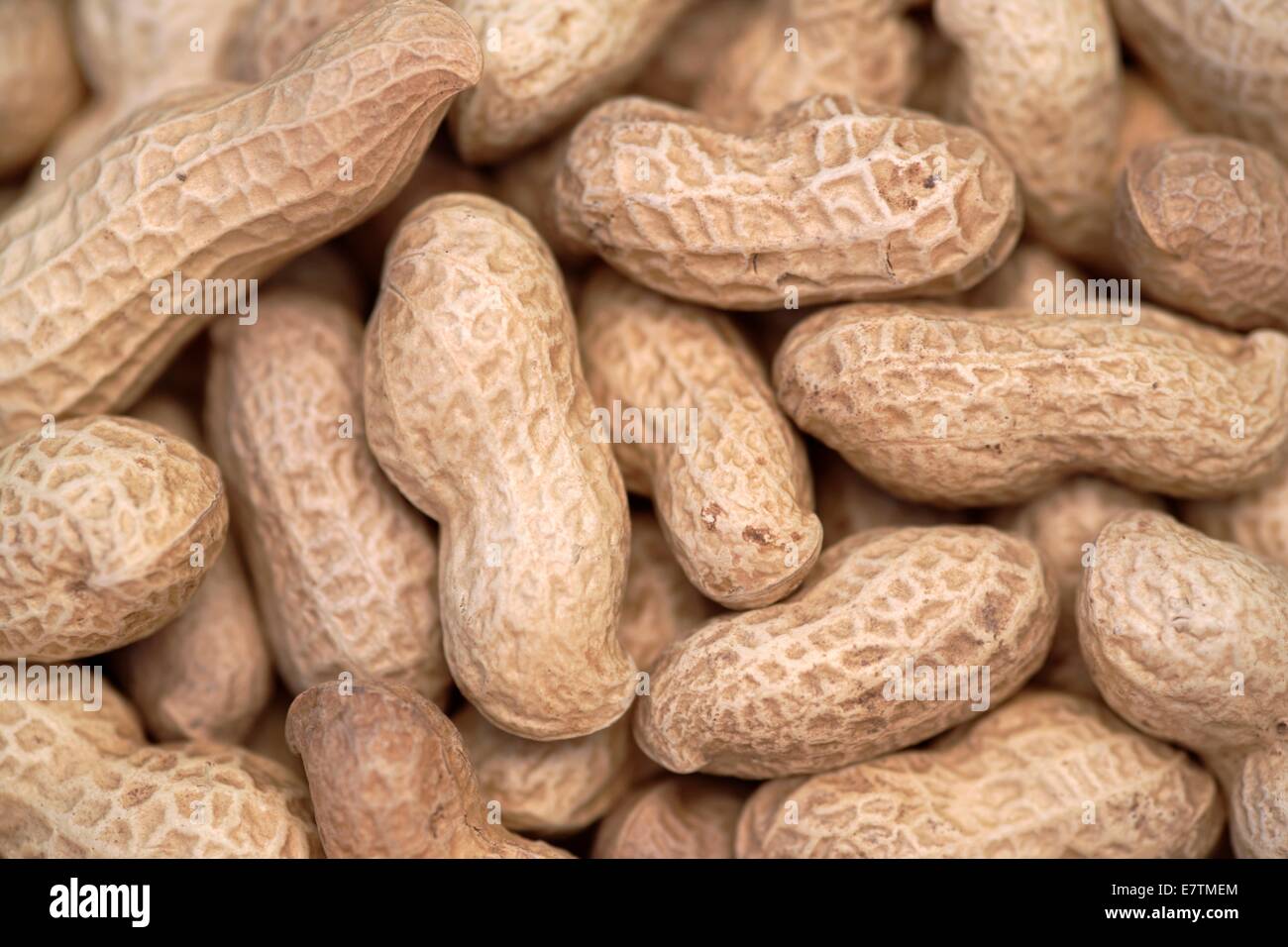 Monkey nuts (Arachis hypogaea Stock Photo - Alamy