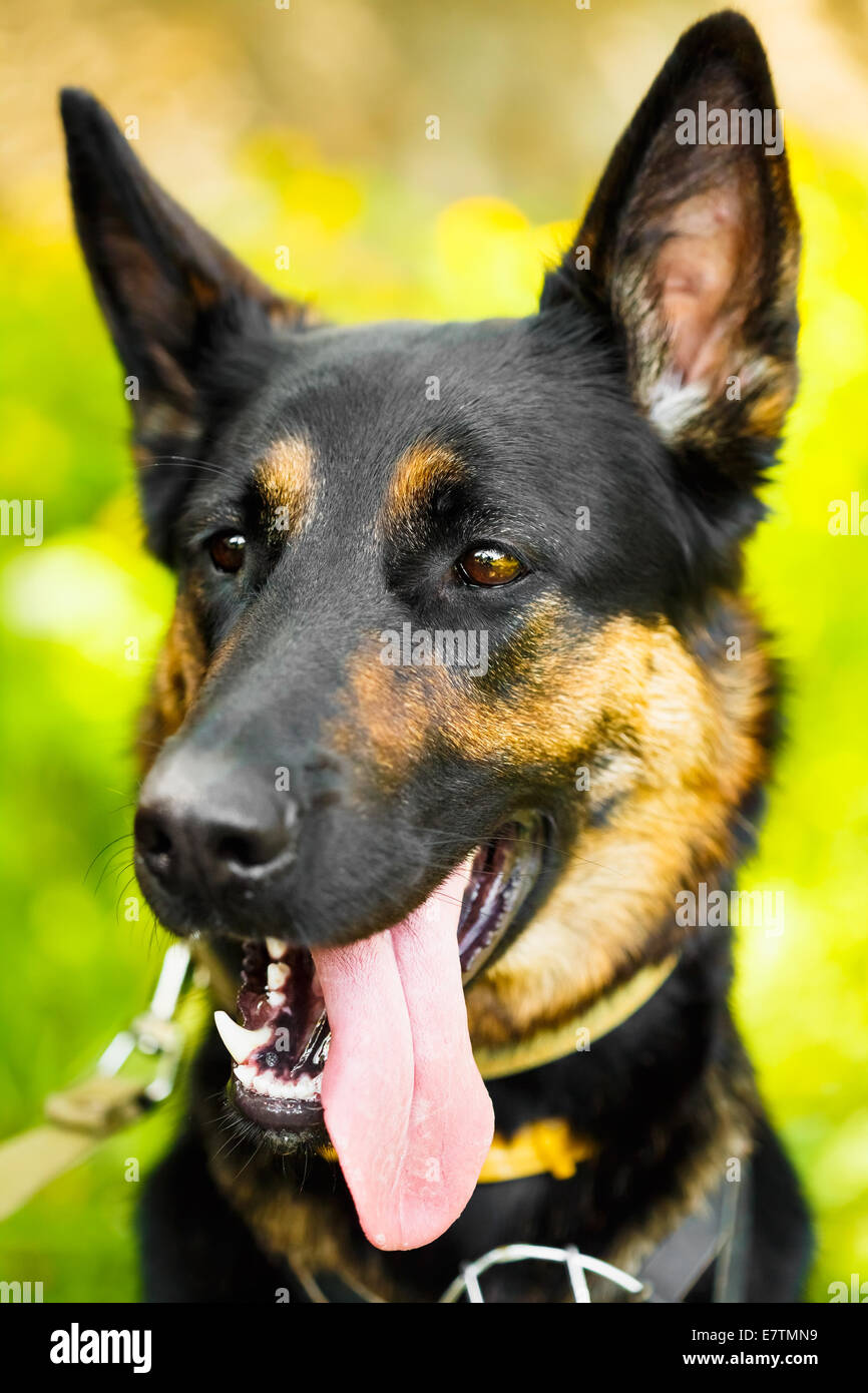 German Shepherd Dog Close Up Portrait Stock Photo - Alamy