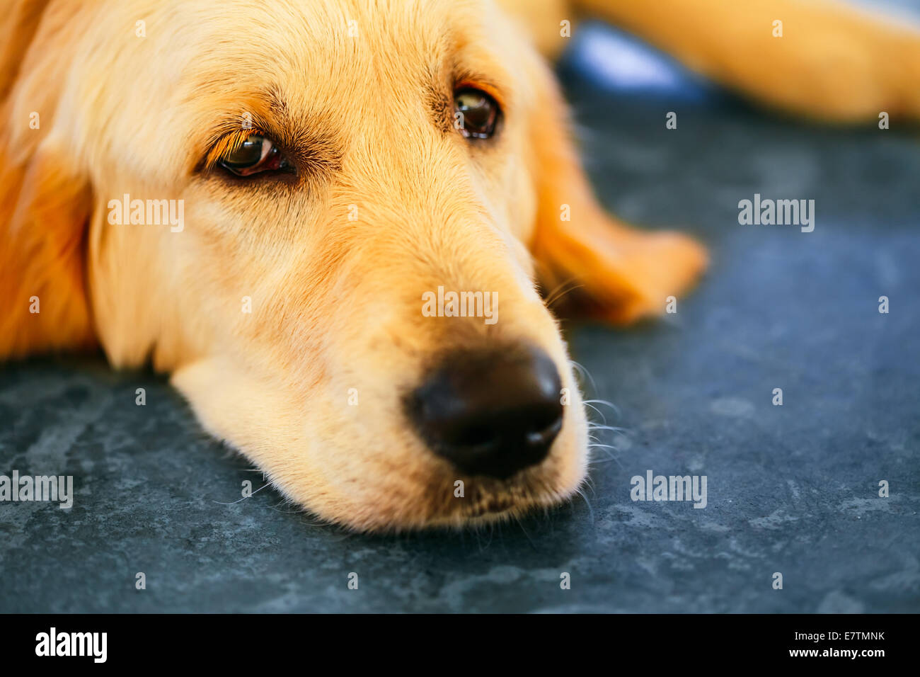 Lost Homeless Hungry Golden Labrador Retriever Dog Sleeping On Cold ...