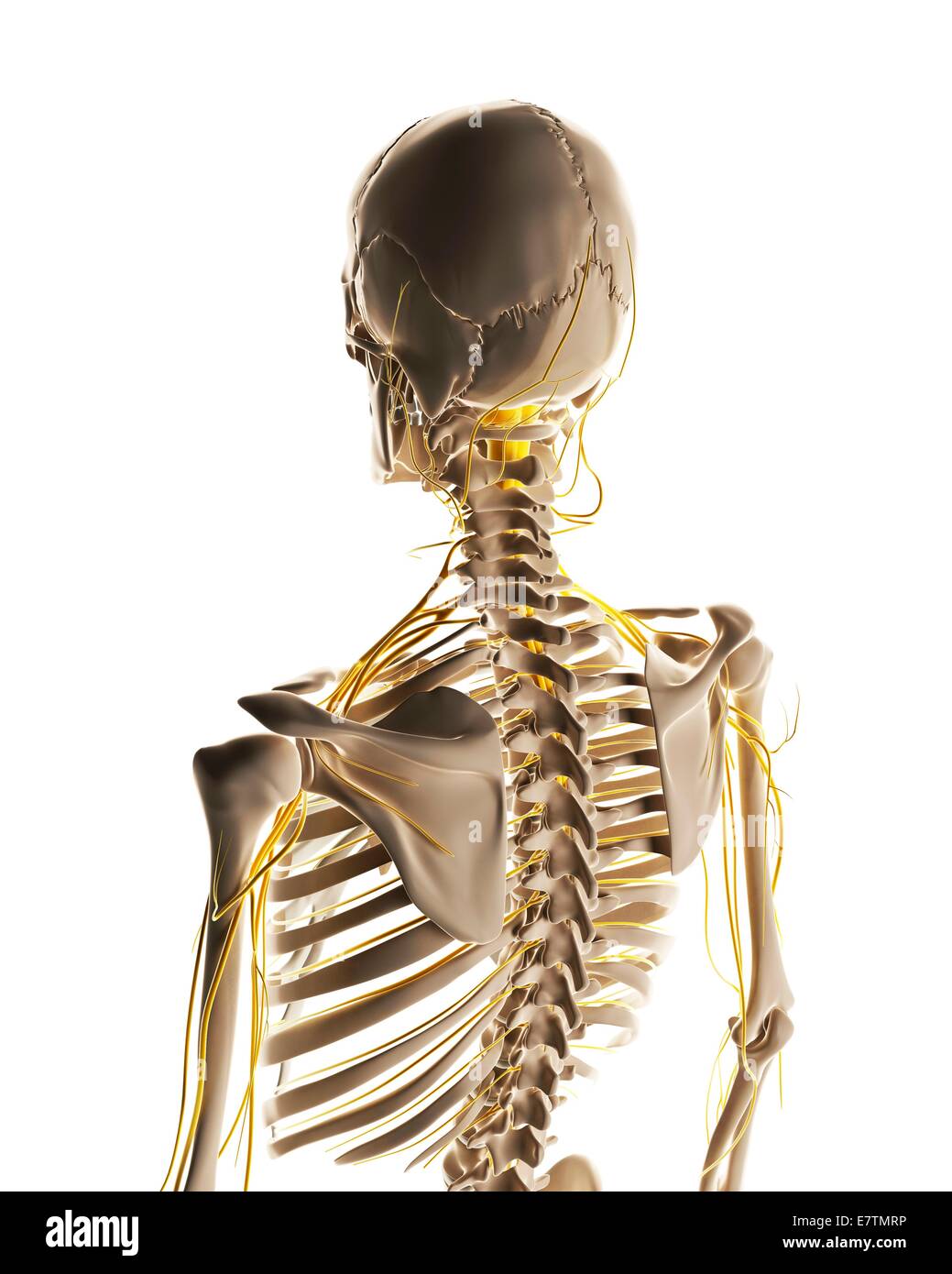 Human nervous system, computer artwork Stock Photo - Alamy