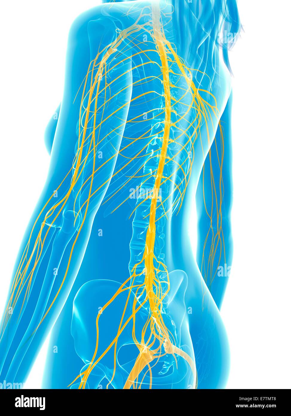 Human nervous system, computer artwork Stock Photo - Alamy