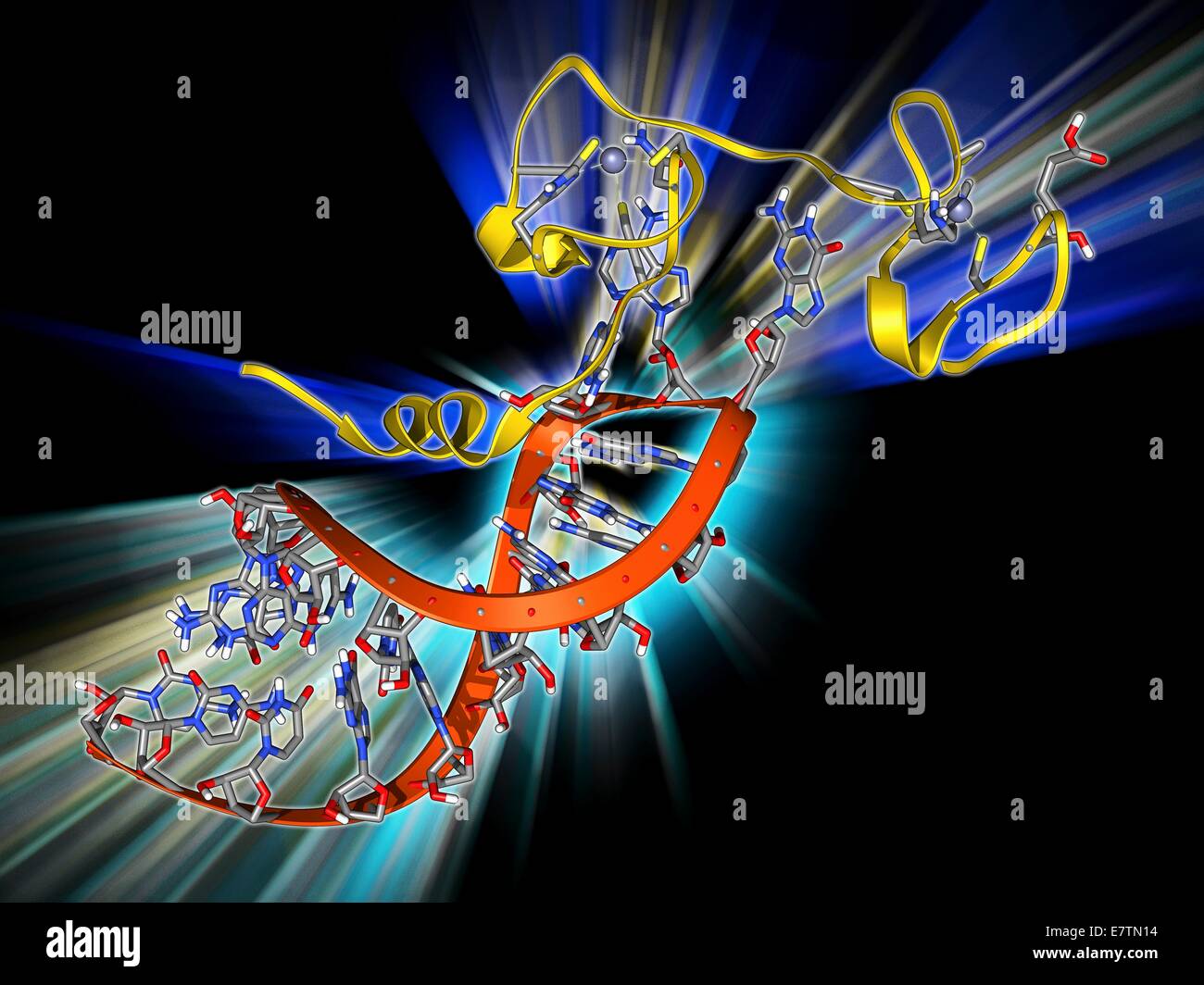 HIV nucleocapsid protein. Molecular model of the nucleocapsid protein ...