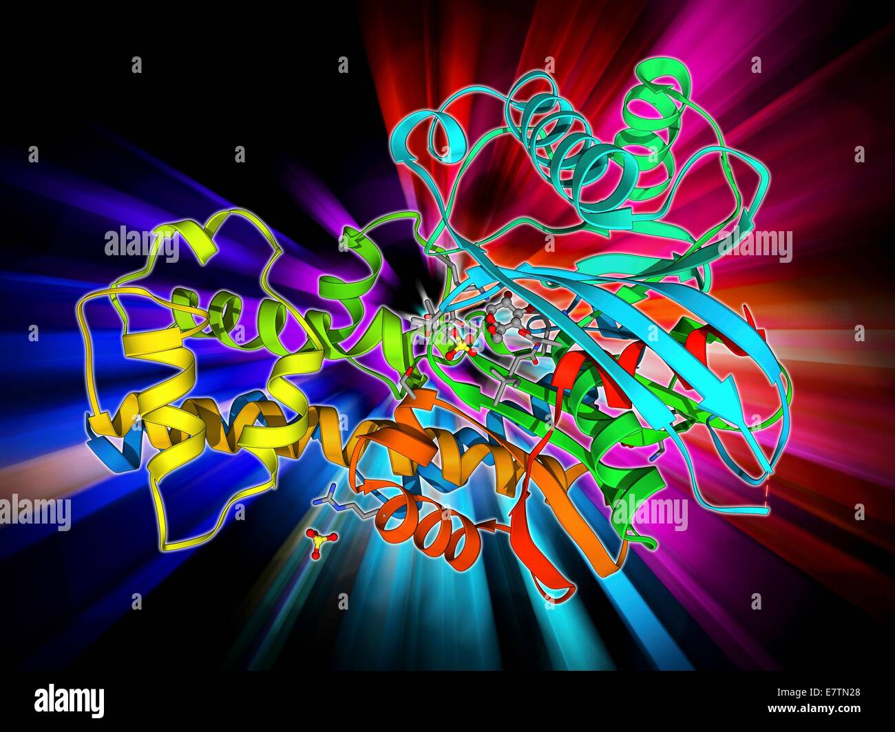 Hexokinase and glucose complex. Molecular model of a complex between ...