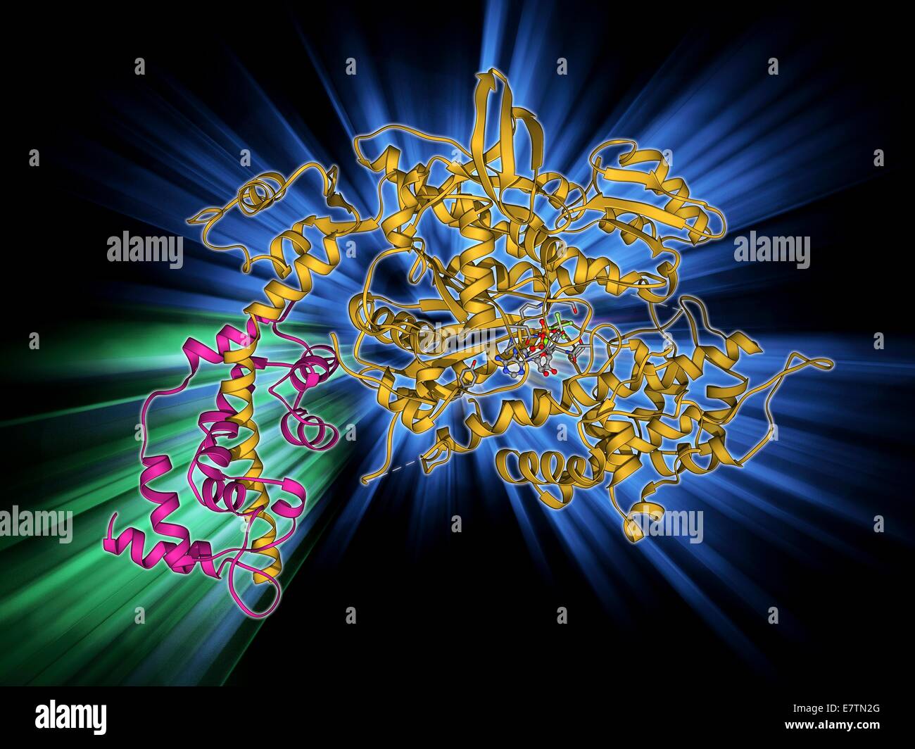 Smooth Muscle Tissue High Resolution Stock Photography and Images - Alamy