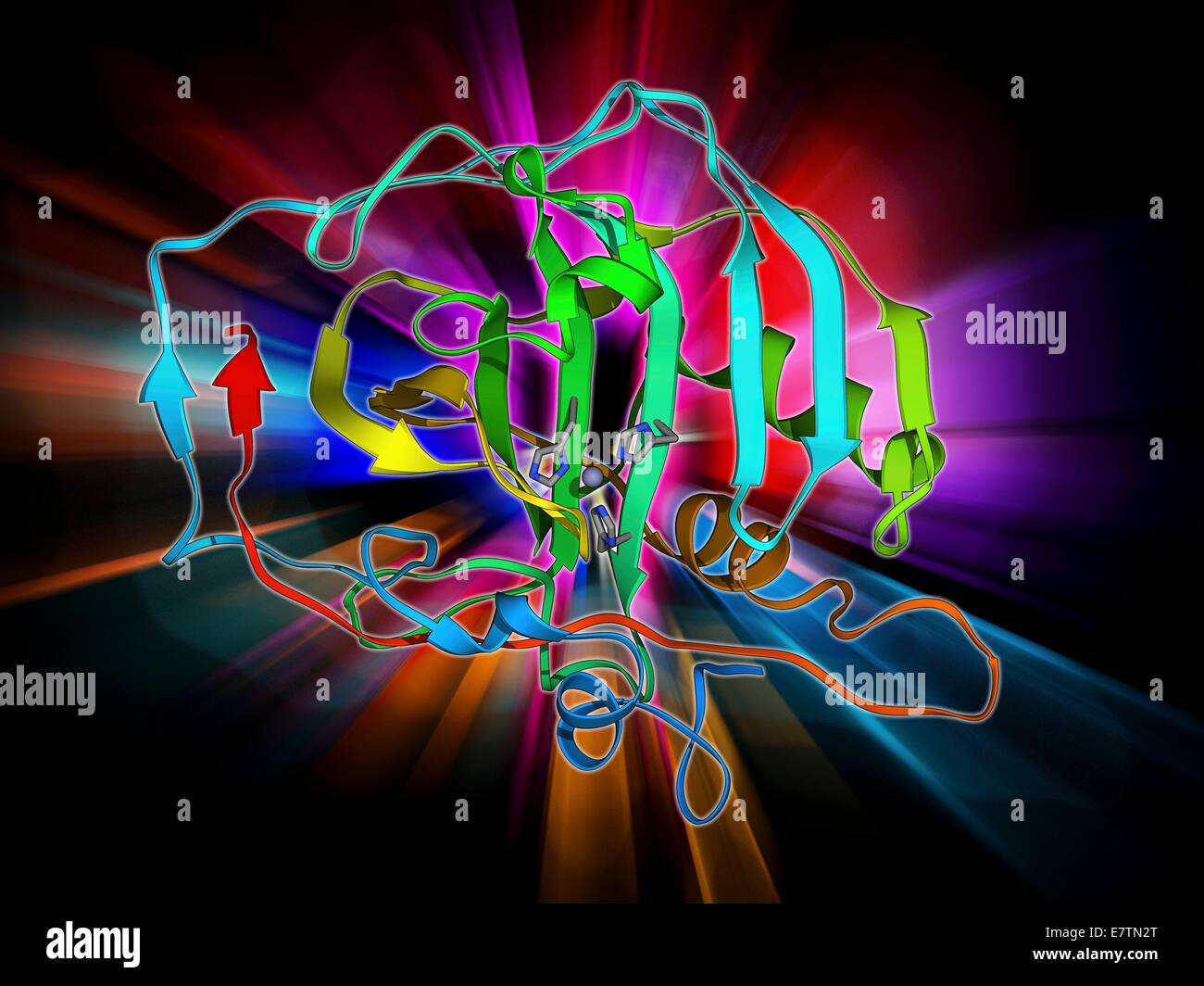 Carbonic anhydrase II, molecular model. This enzyme catalyses the ...
