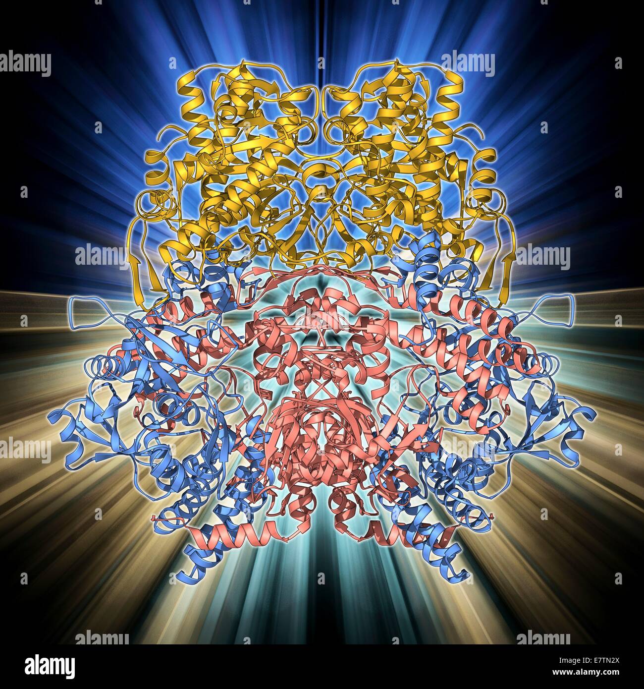 Bleomycin hydrolase. Molecular model of the cysteine protease bleomycin ...