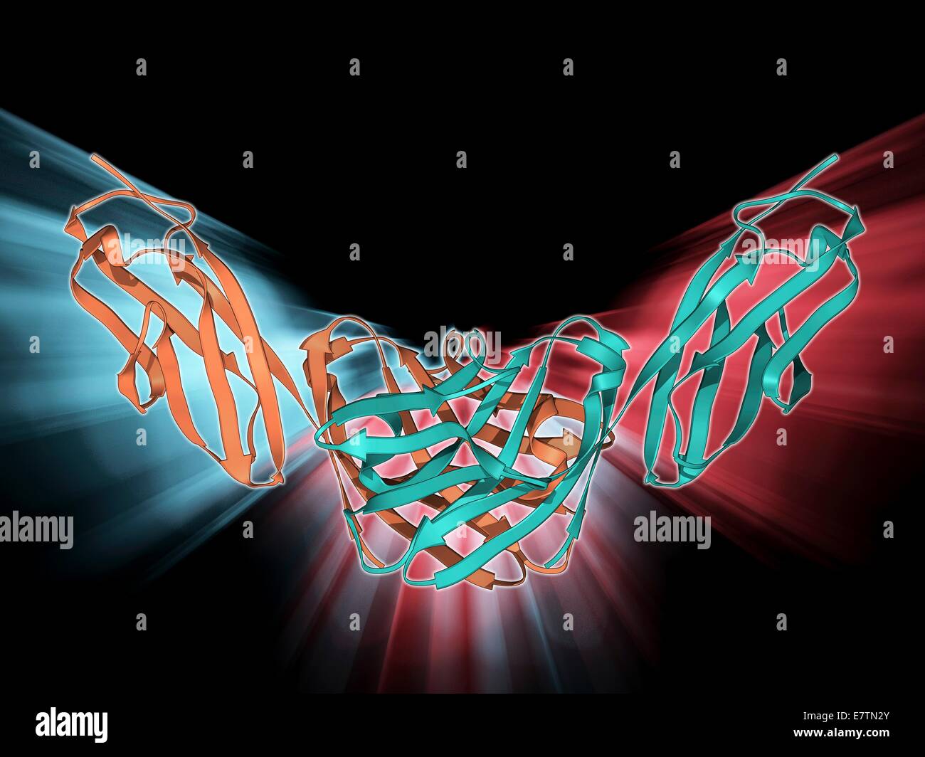 CD4 protein. Molecular model of the CD4 T cell (T lymphocyte) receptor ...