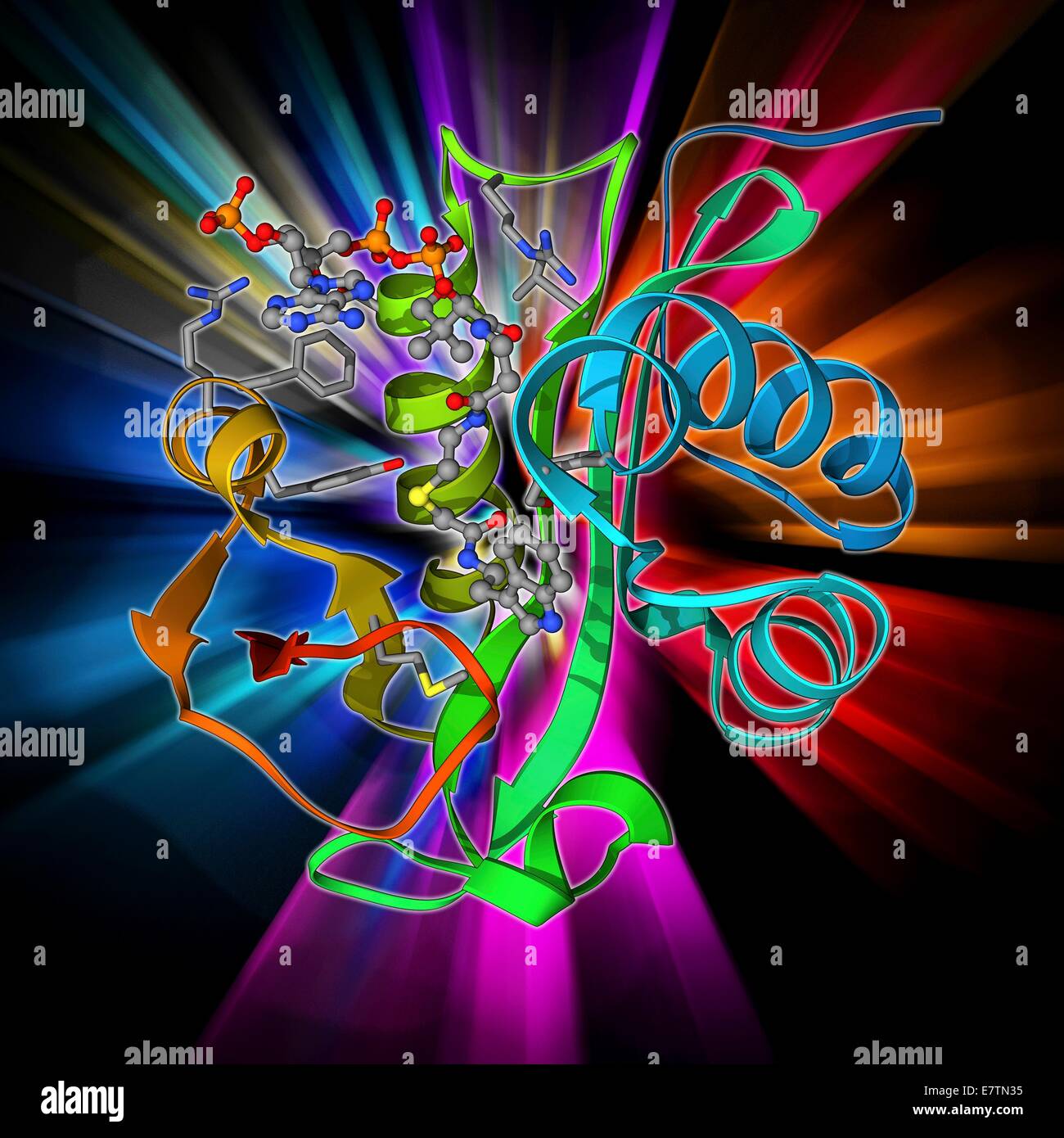 Serotonin N-acetyl transferase. Molecular model of serotonin N-acetyl ...