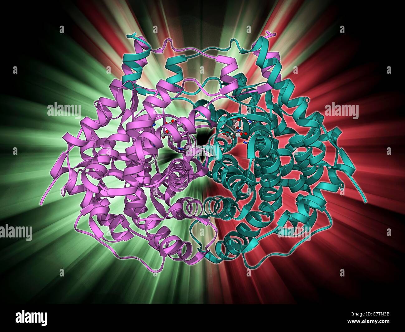 Citrate synthase, molecular model. This enzyme is involved in the first ...