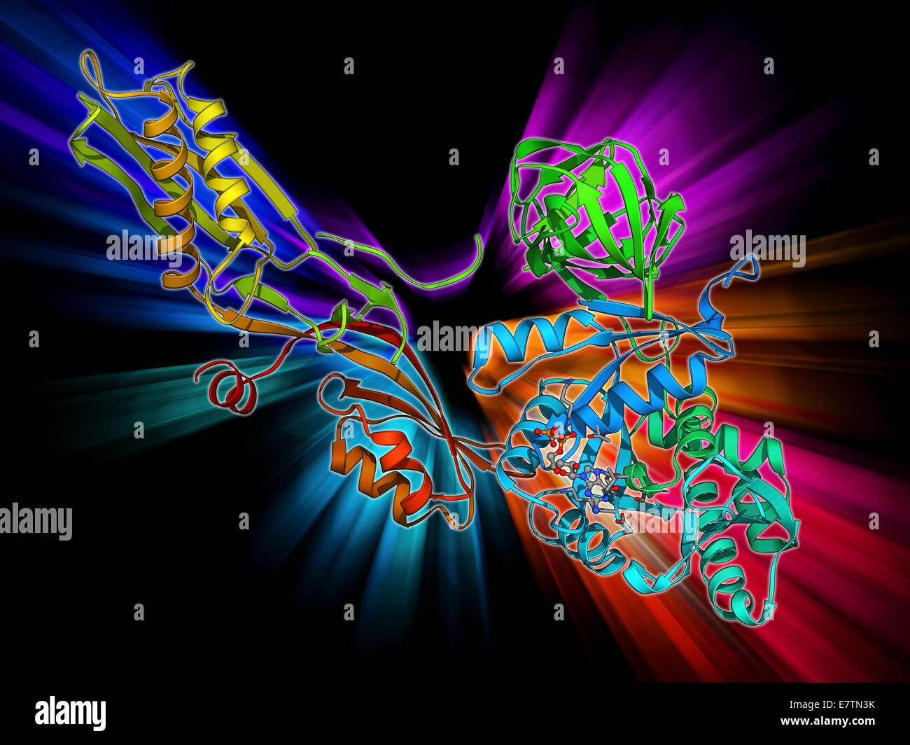 Elongation factor G. Molecular model of elongation factor G (EF-G ...