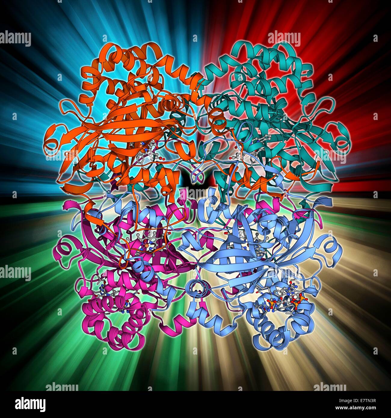 Human catalase, molecular model. This enzyme catalyses the break down ...