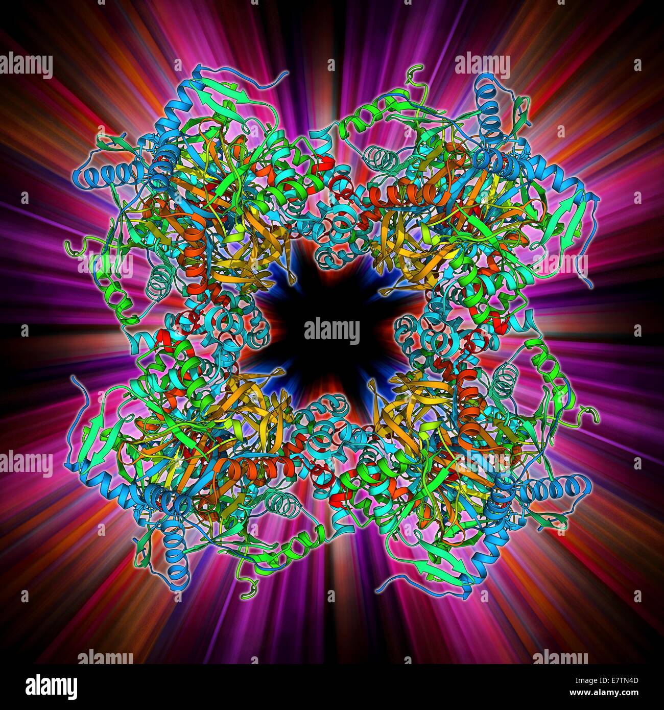 Citrate acid cycle enzyme. Molecular model of the enzyme ...