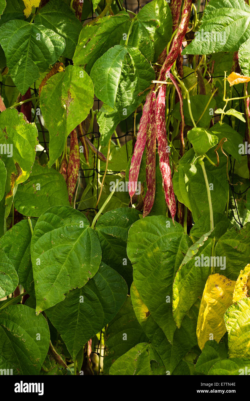 Climbing French variated runner bean a traditional Italian climbing ...