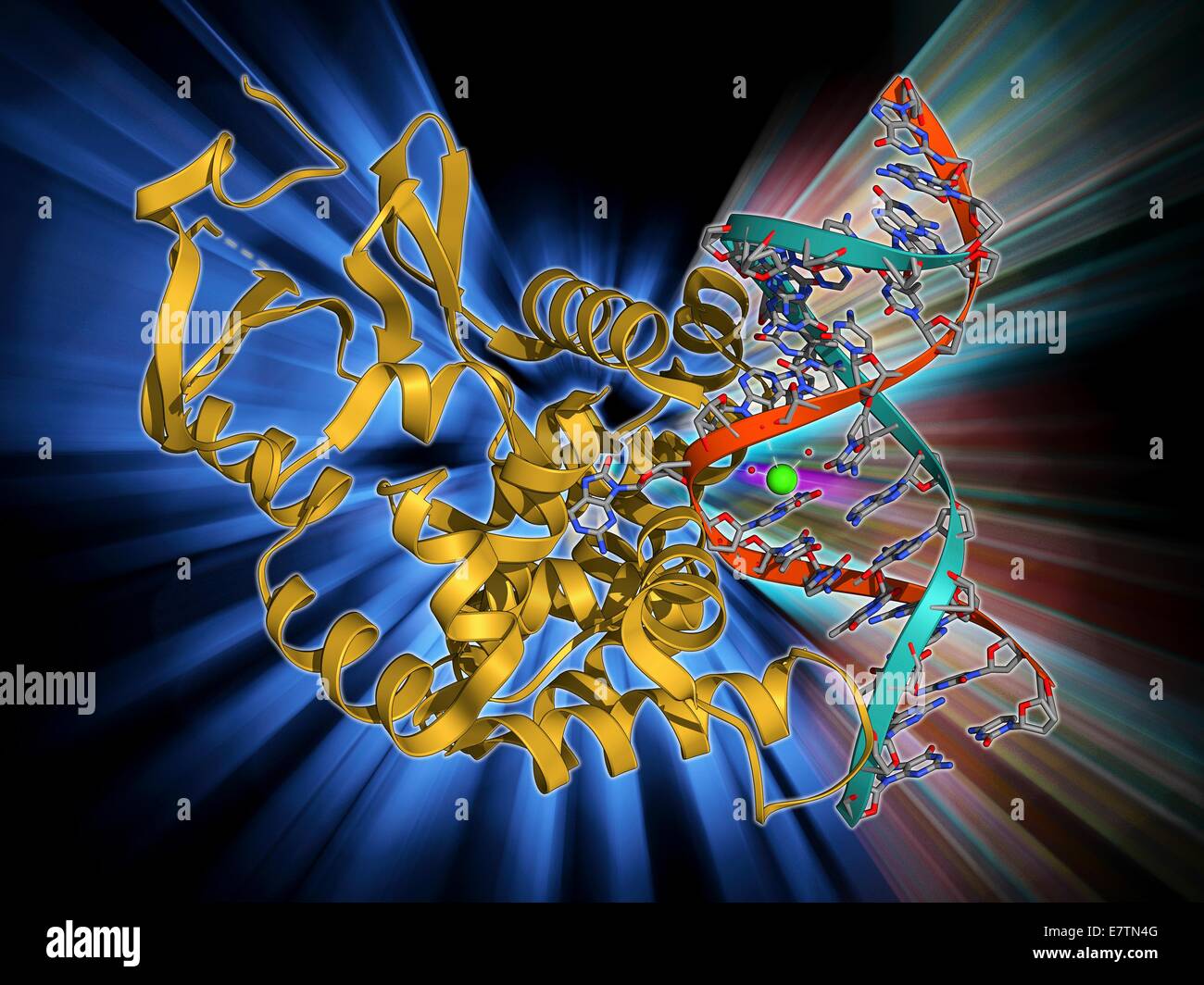 8 oxoguanine glycosylase hi-res stock photography and images - Alamy
