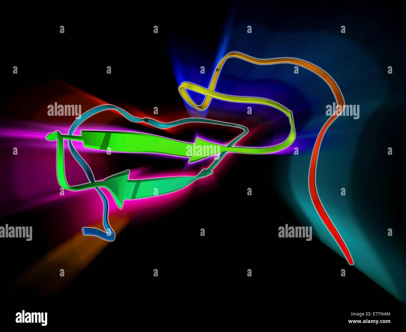 Epidermal growth factor (EGF), molecular model. EGF plays an important ...