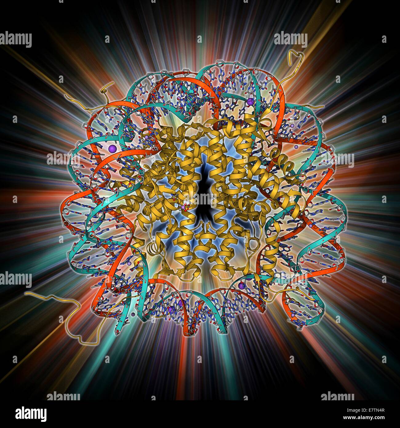 Nucleosome, molecular model. A nucleosome is a subunit of chromatin ...