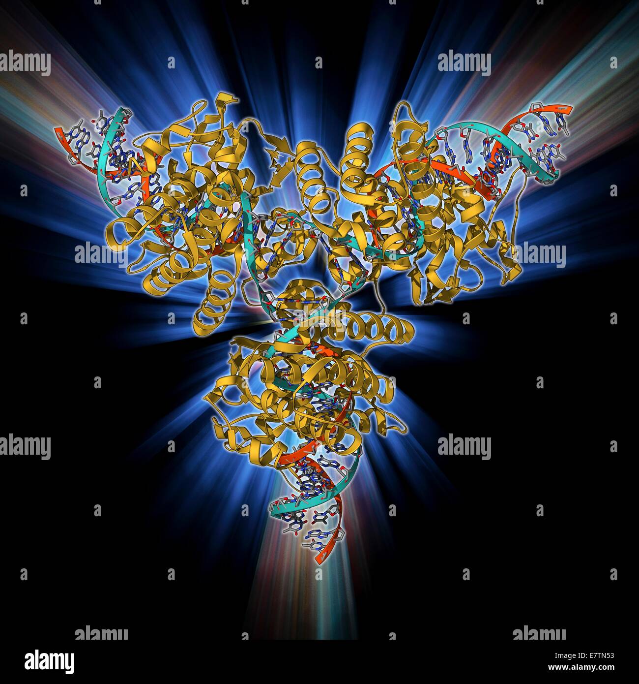 Cre-Lox recombination. Molecular model of the enzyme CRE (cyclization ...