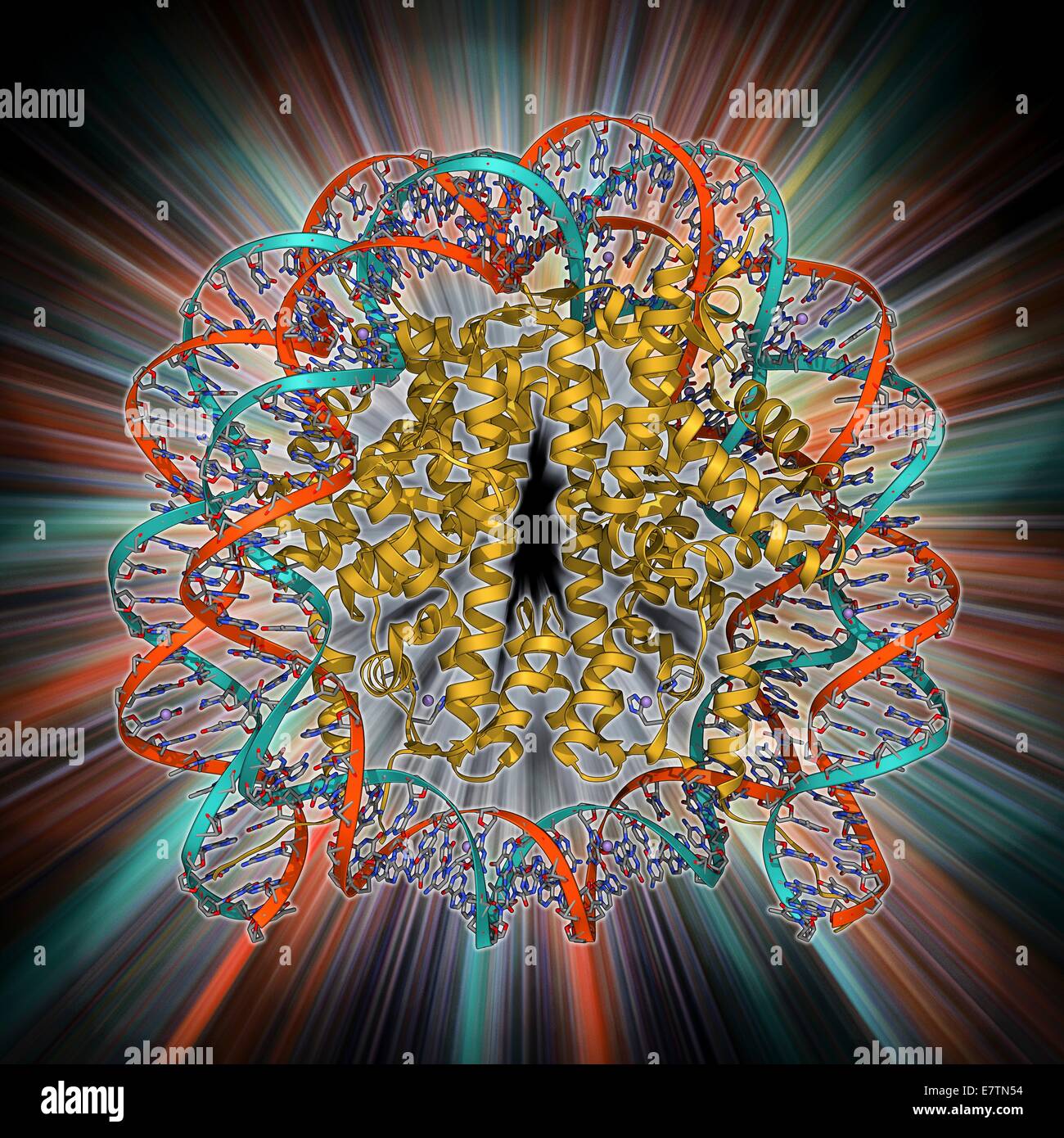 Nucleosome, molecular model. A nucleosome is a subunit of chromatin ...