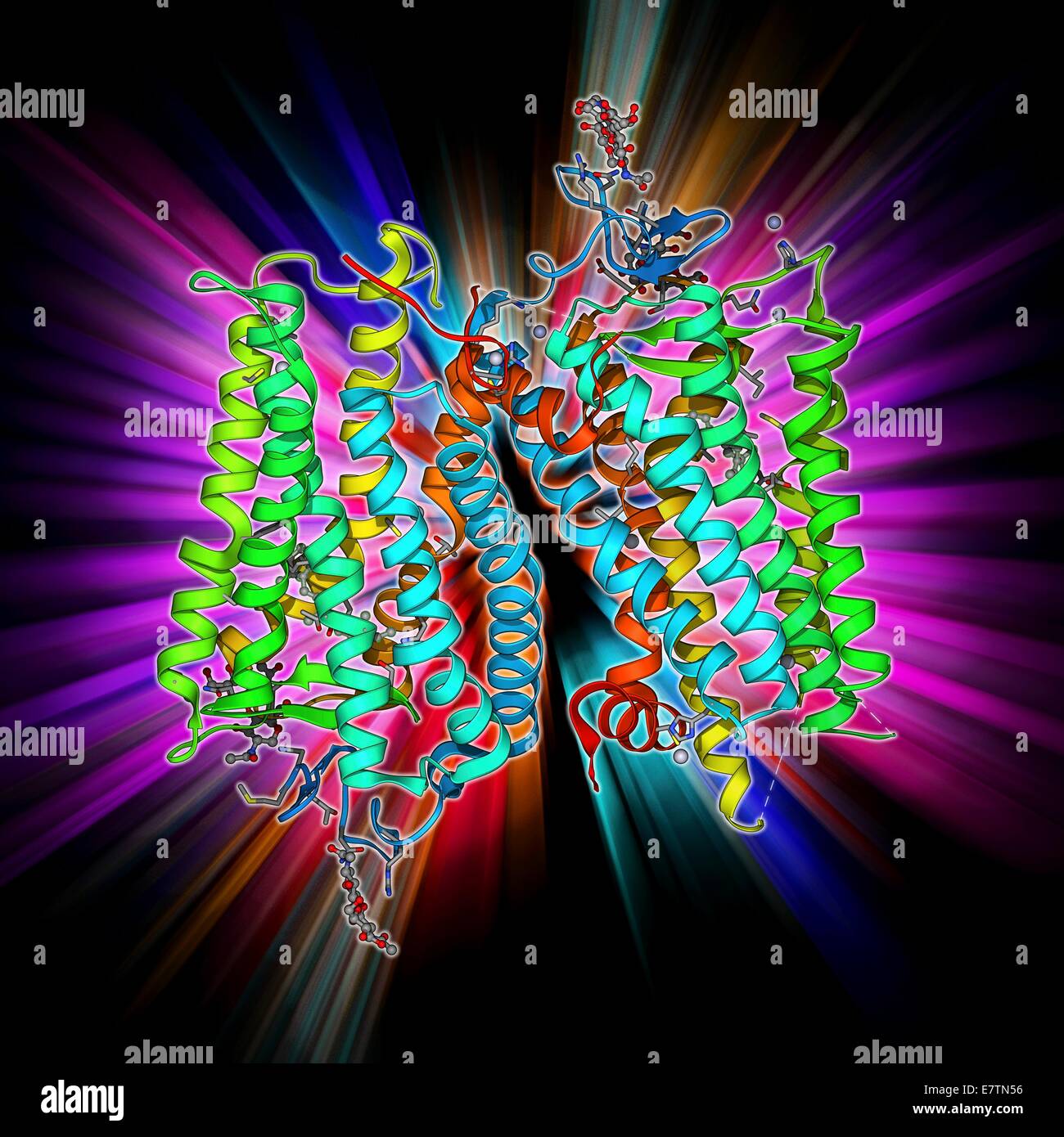 Rod photoreceptor cells hi-res stock photography and images - Alamy