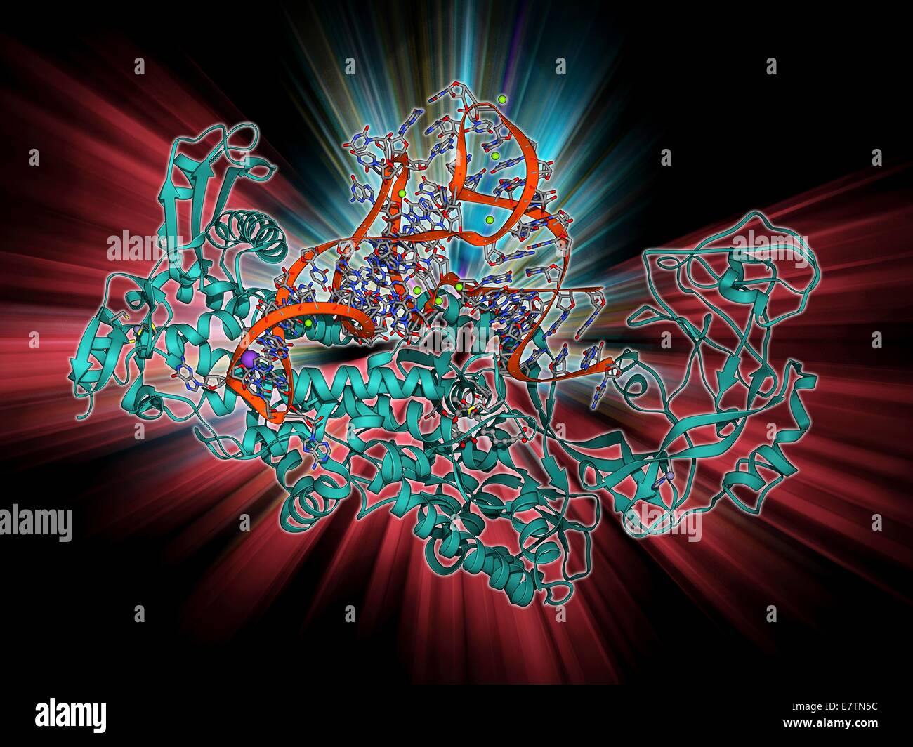 Isoleucyl-tRNA synthetase protein molecule. Molecular model showing ...