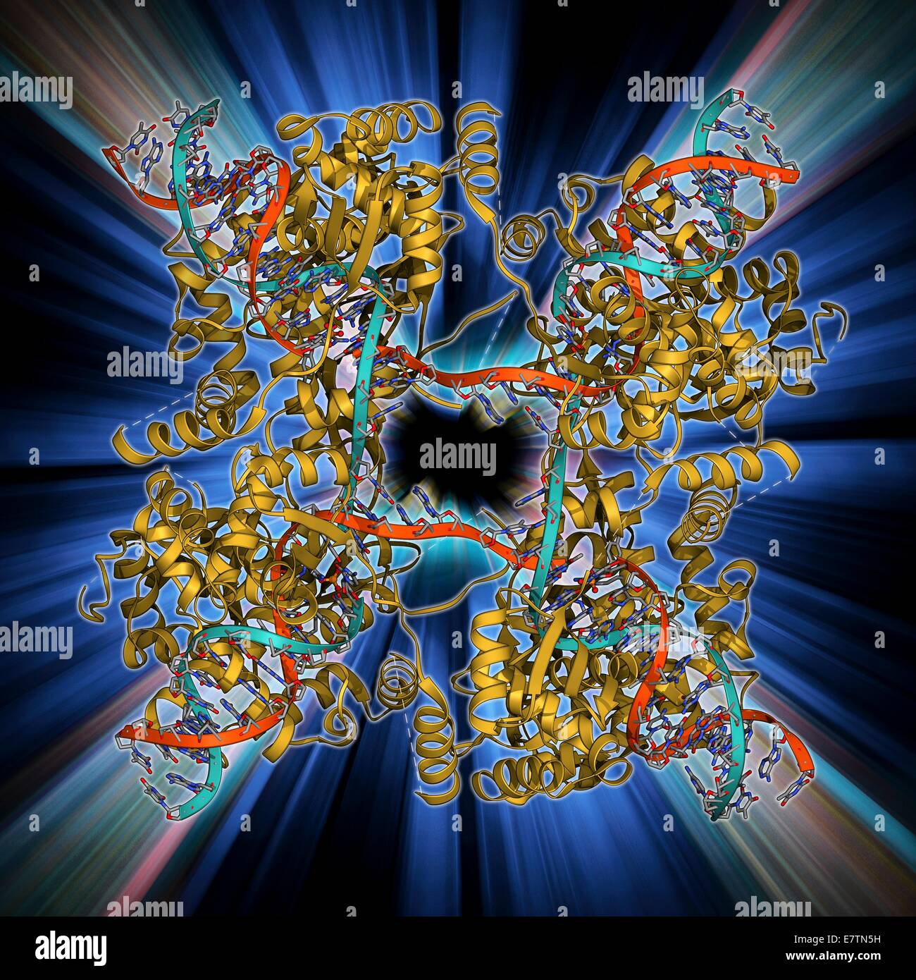 DNA Holliday junction complex. Molecular model of the enzyme FLP ...